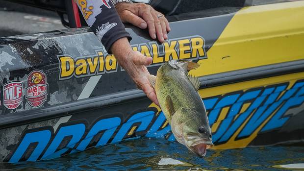 Shad Spawn Bass Fishing Tips from Pro David Walker | Tennessee River ...