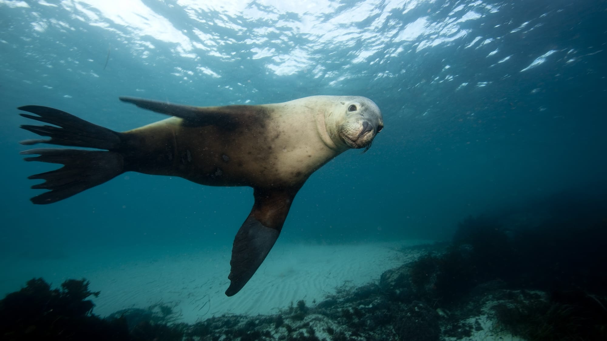 Sea Lions With Cameras Collect Valuable (and Adorable) Footage of the ...