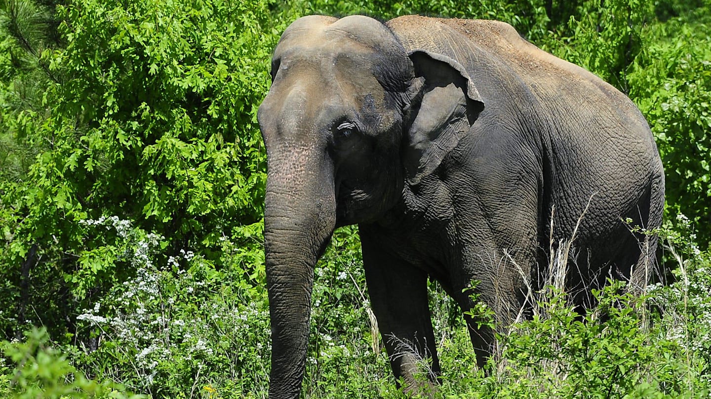 What is March Mammal Madness? A Look at the Internet Phenomenon