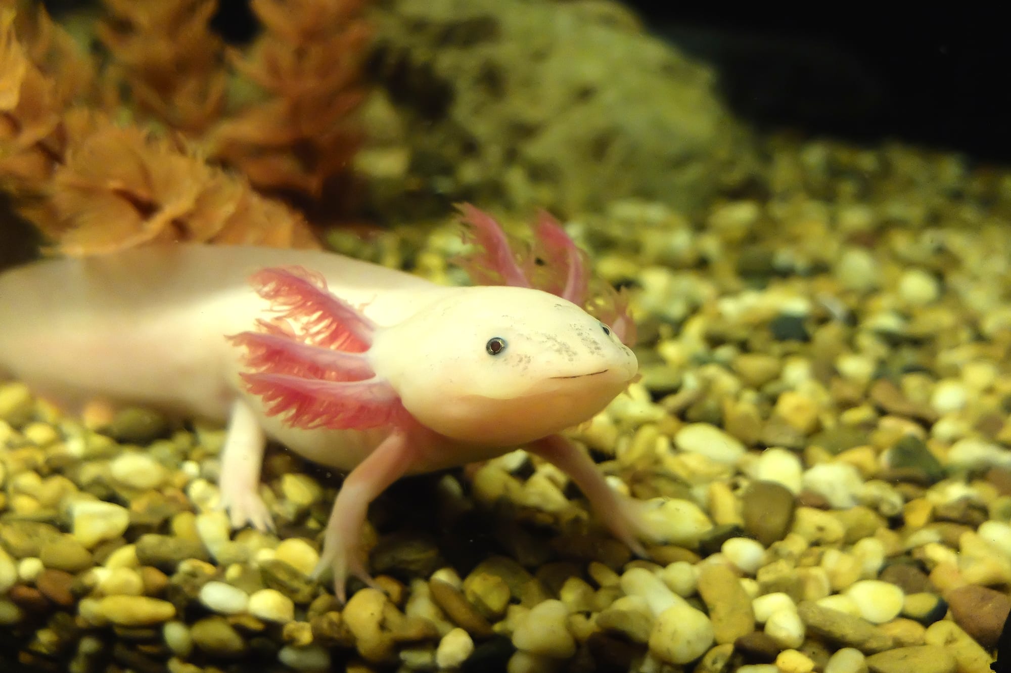 smiling lizard fish