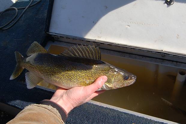 Spring River Walleye Fishing | Best Tips & Tactics