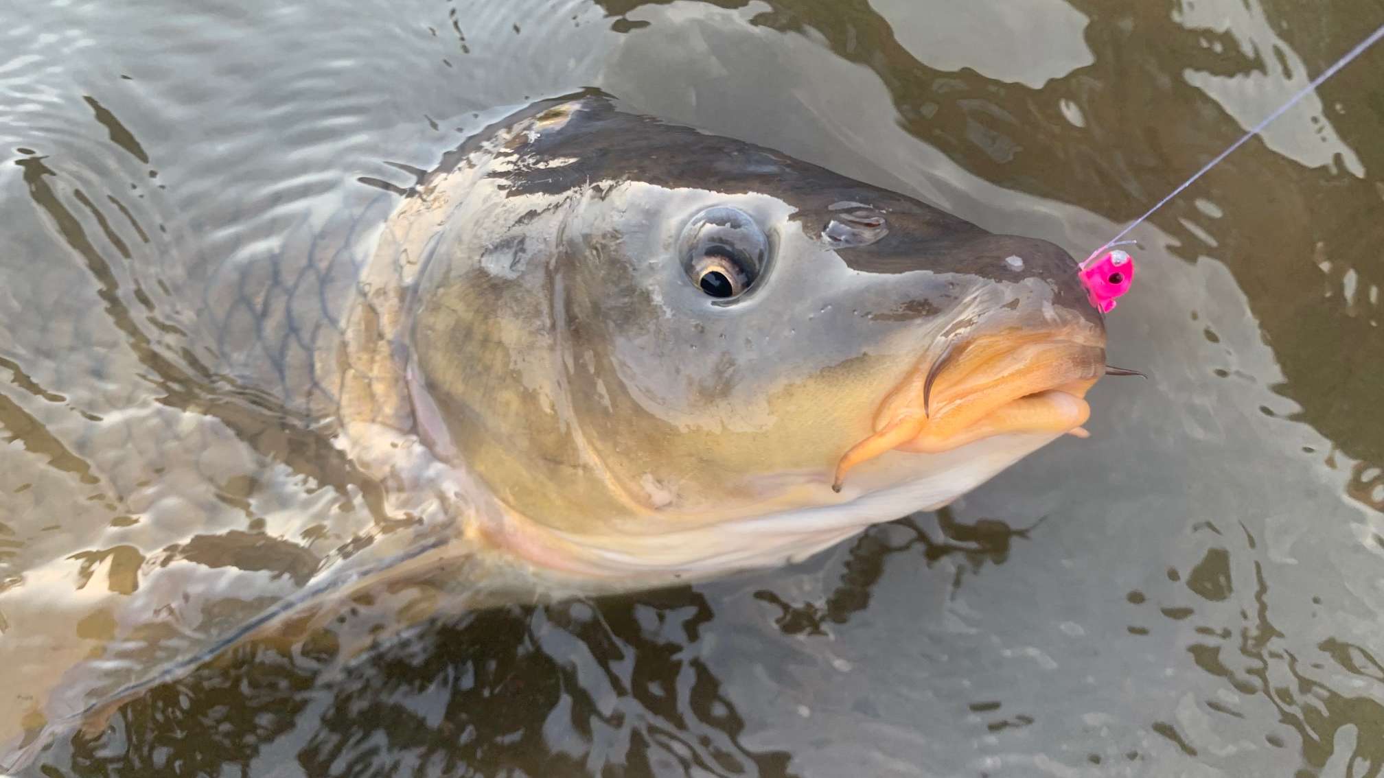 do carp bite when spawning