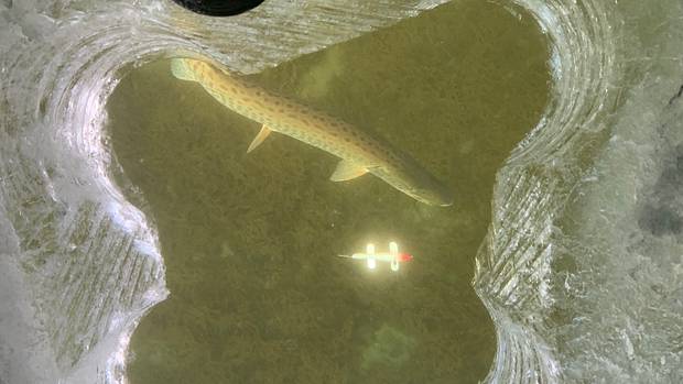 Winter Pike Spearing: Gear, Techniques, and Safety Tips for Ice Fishing ...