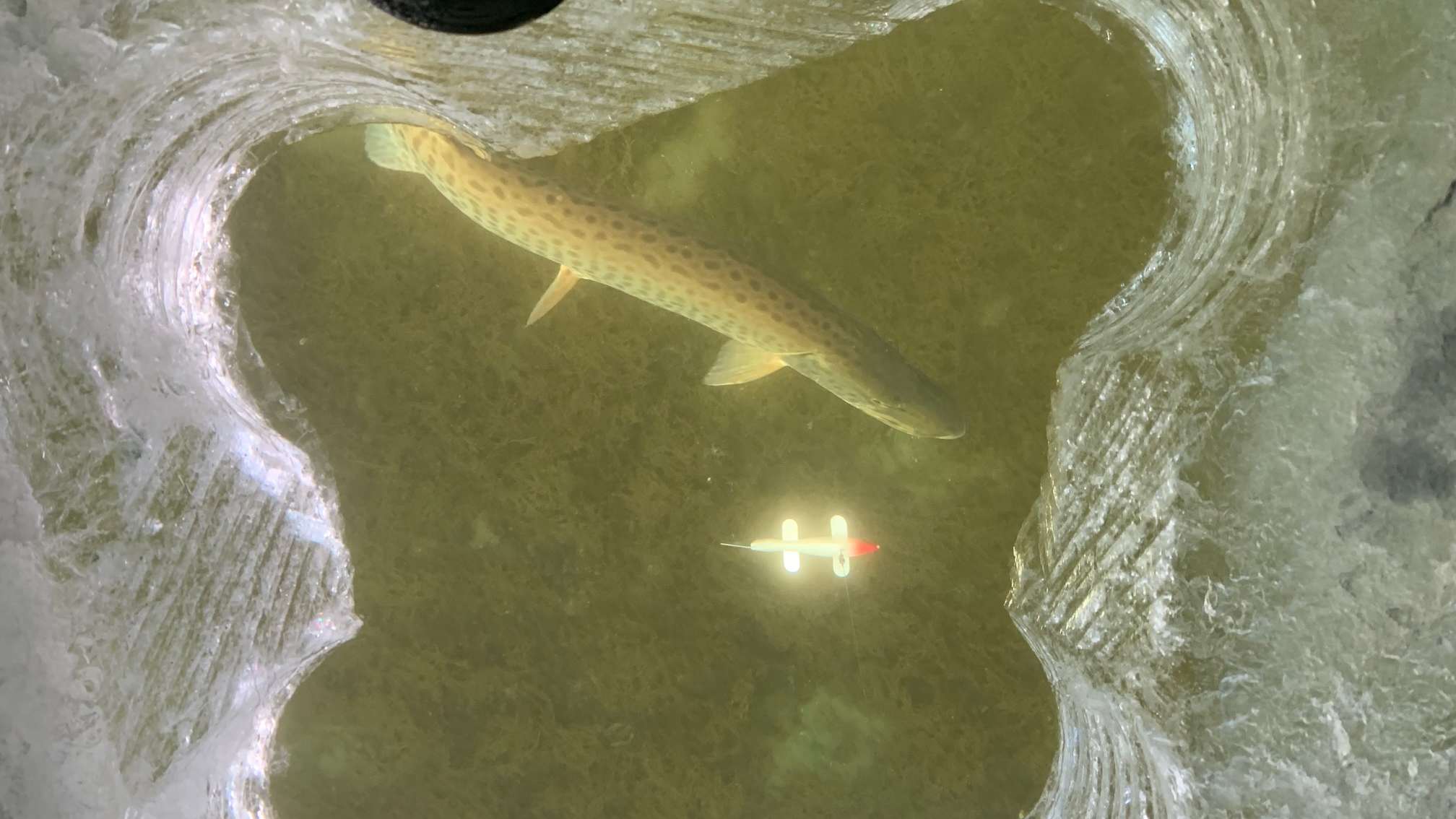 pike spearing guide
