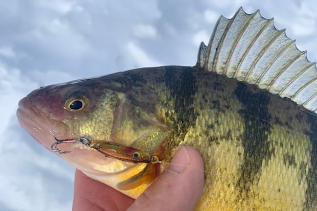 Best Jumbo Perch Ice Fishing Destinations