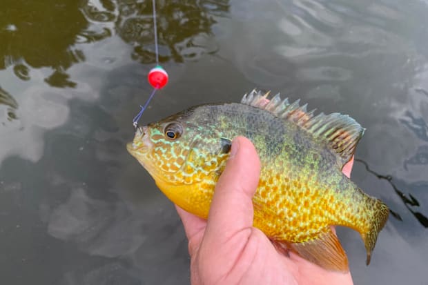 How to Hold and Land Fish Safely | Catch & Release Tips for Anglers