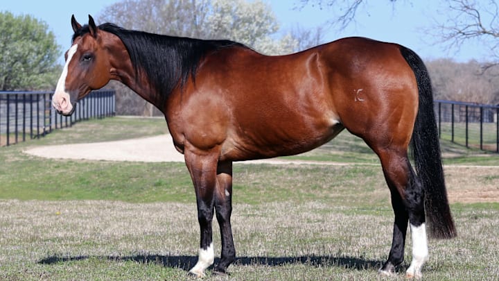 Six-Figure Earner and Three-time NFR Barrel Racing Qualifier Laid to Rest