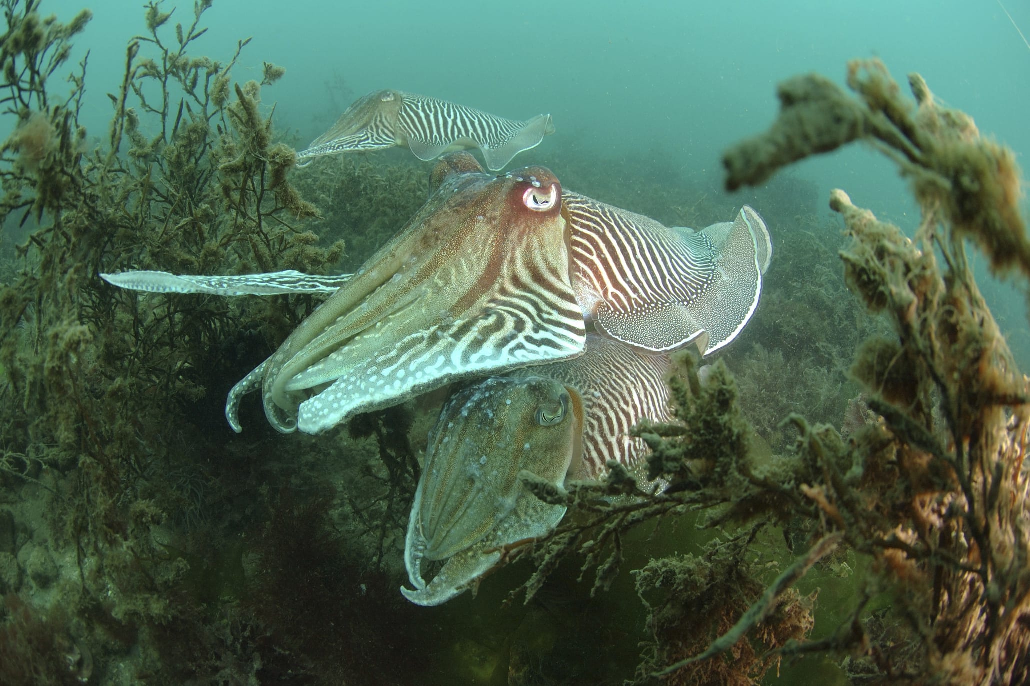 cuttlefish difference between squid
