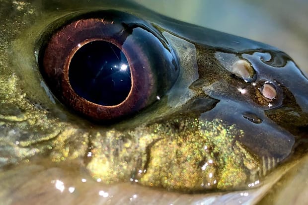 How to Win More Bass Tournaments: Master Mindset, Gear, and Strategy