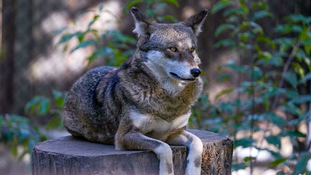 Kenneth Teape - Sports Illustrated