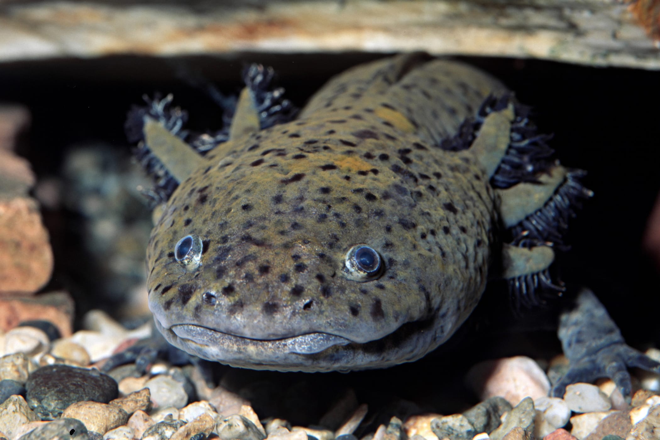 cute lizard fish