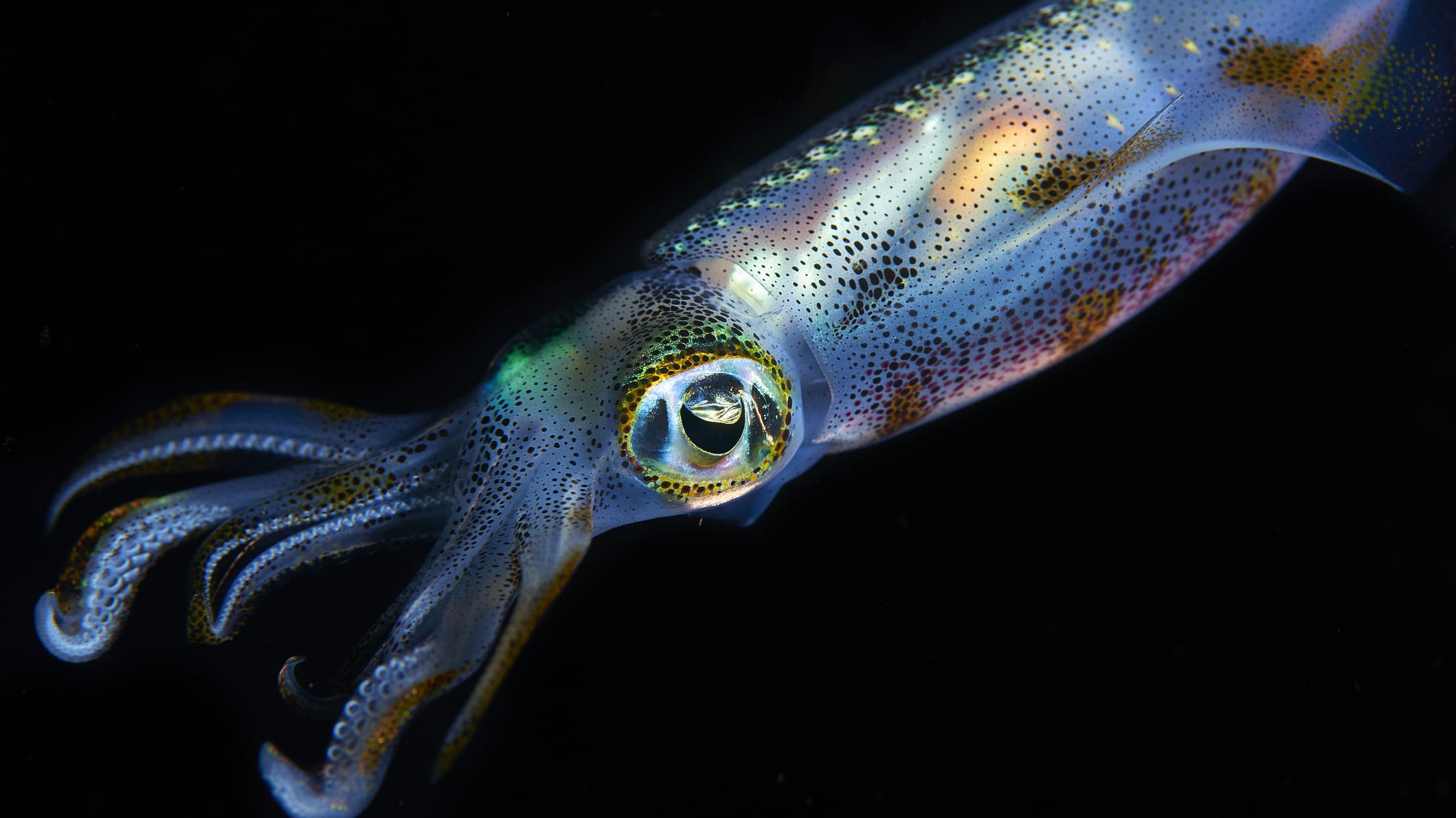 squid external view