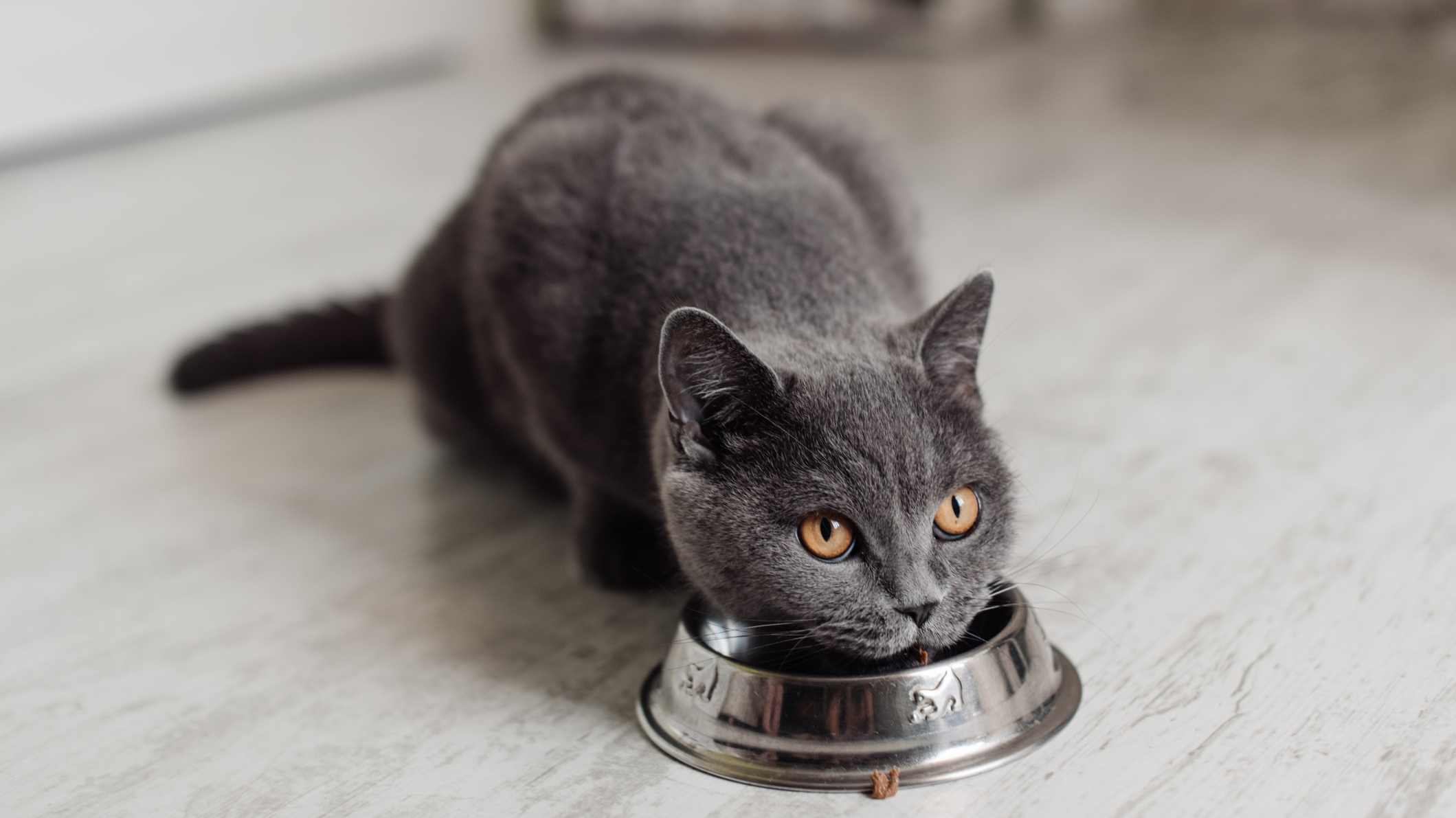 6 of the Best Wet Cat Foods, According to Experts