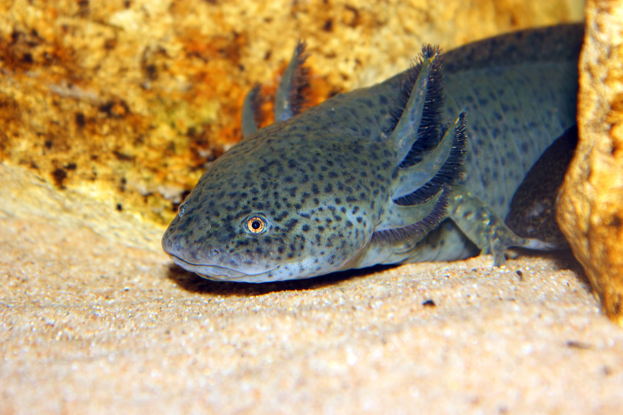 smiling lizard fish