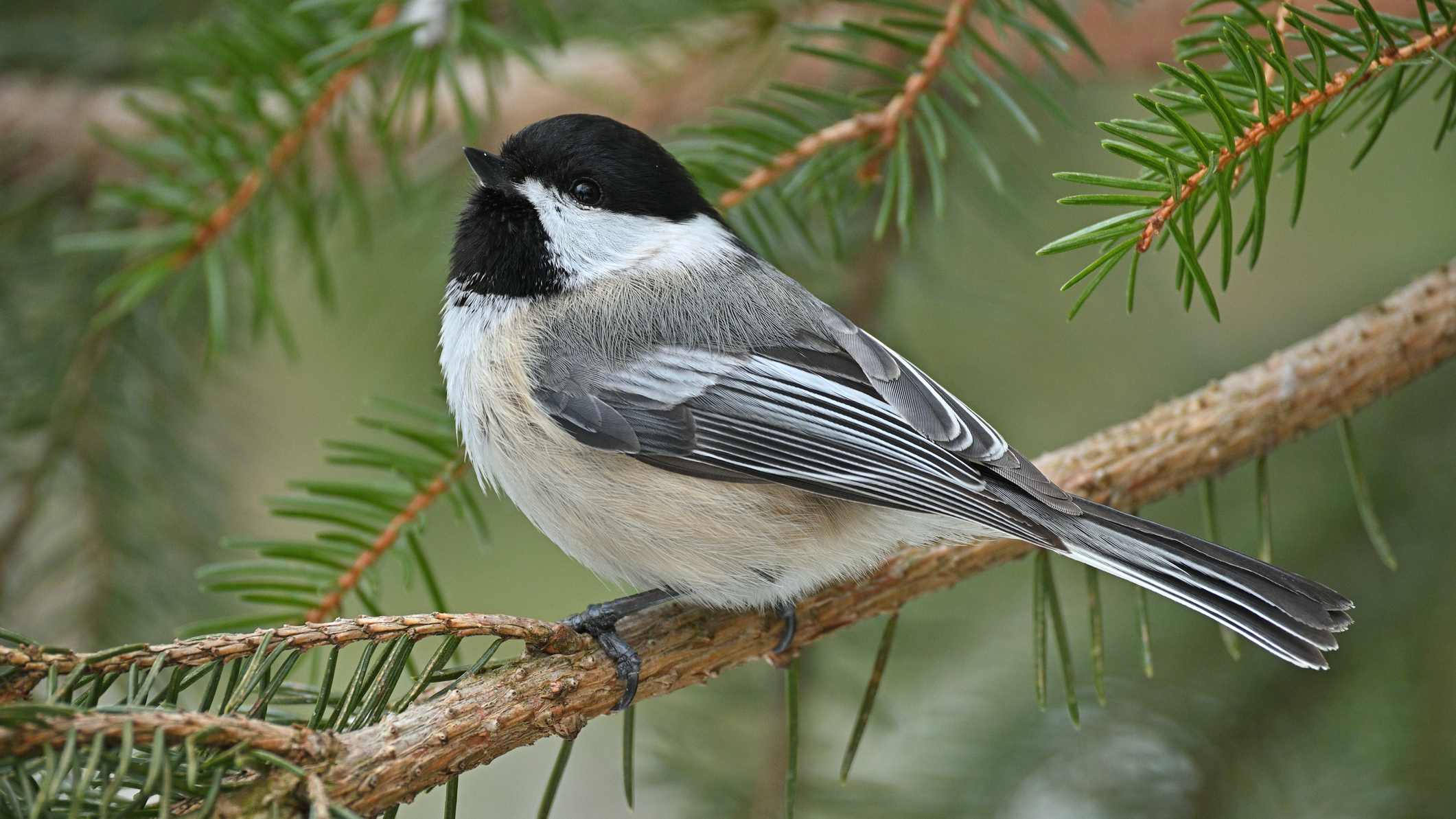 cute chickadee names