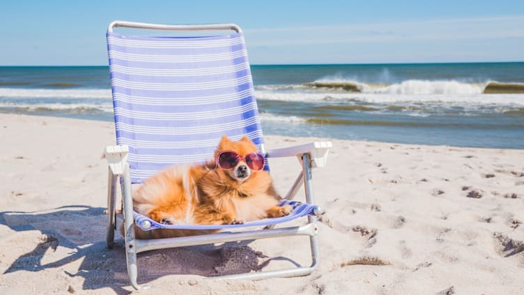 How to Protect Your Dog From the Sun This Summer