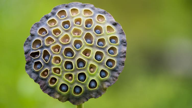 What is Trypophobia (And Is It Real)?
