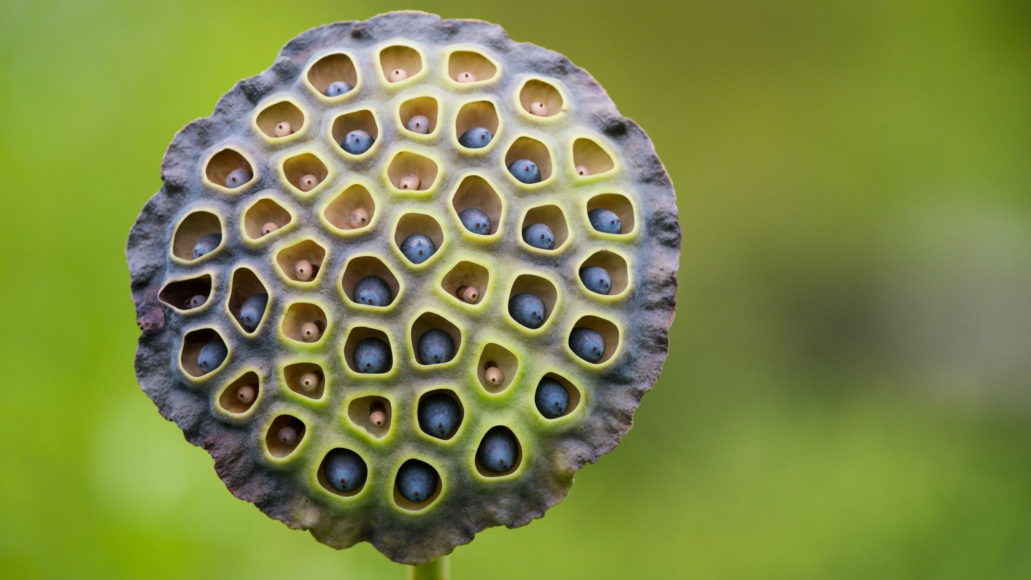 trypophobia etymology
