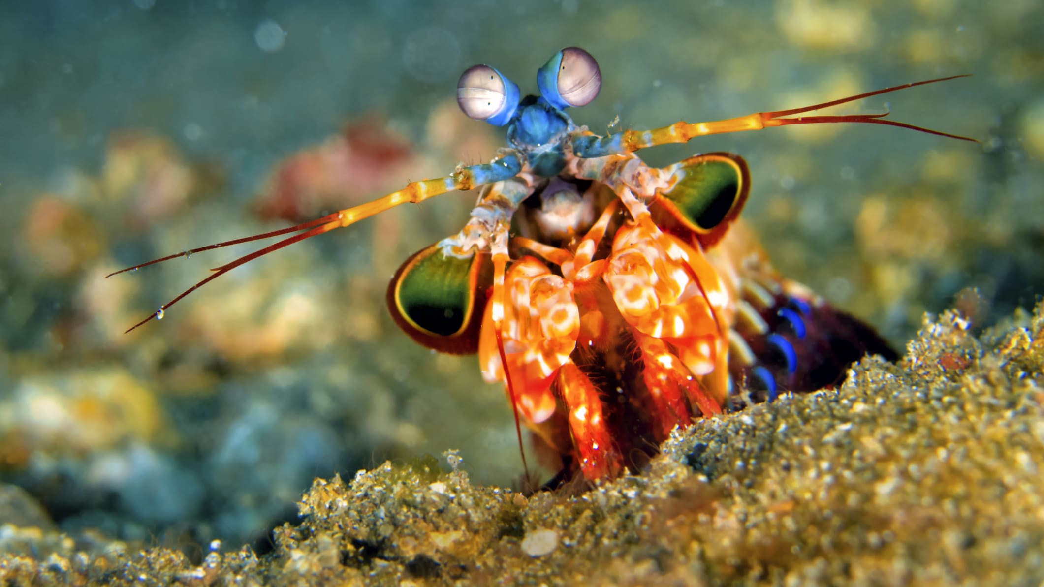 mantis shrimp attack human
