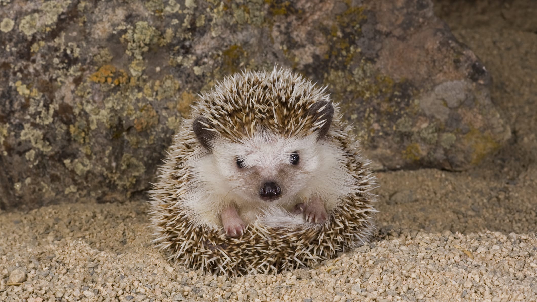 cute hedgehog