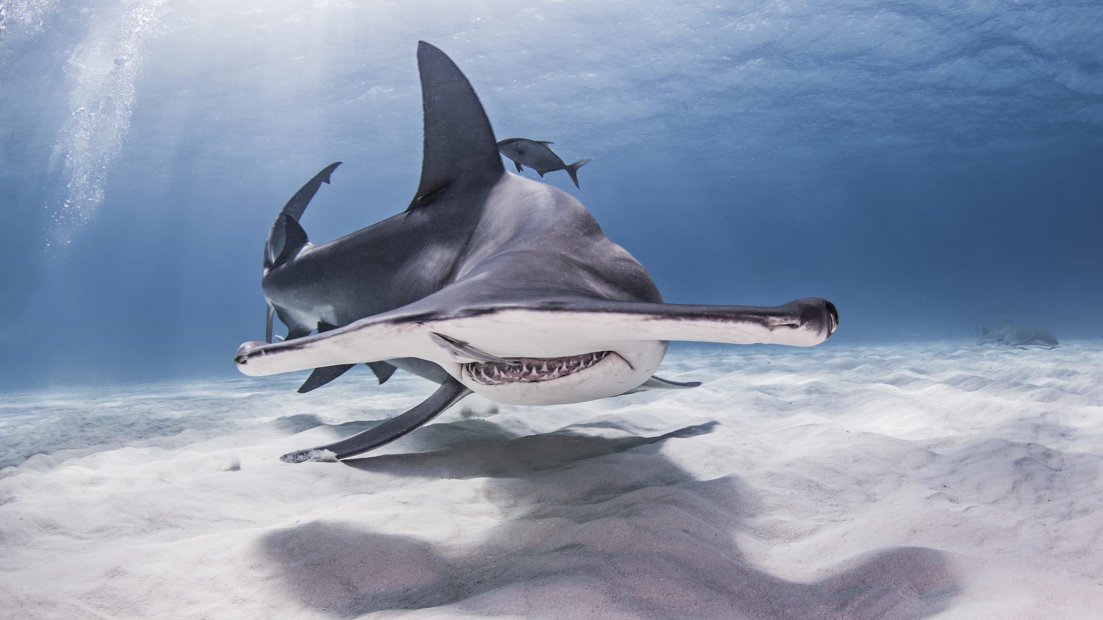 hammerhead shark eating fish