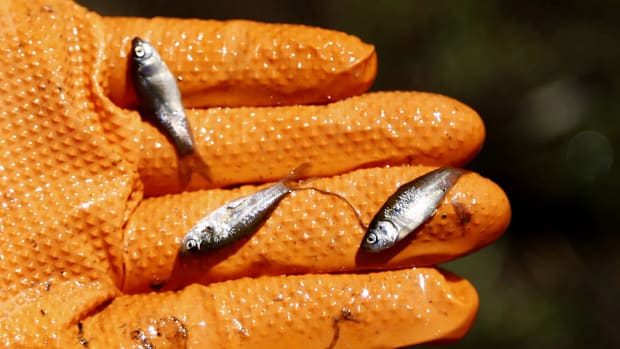 Bigmouth Buffalo Fish: The Freshwater Species That Defies Aging