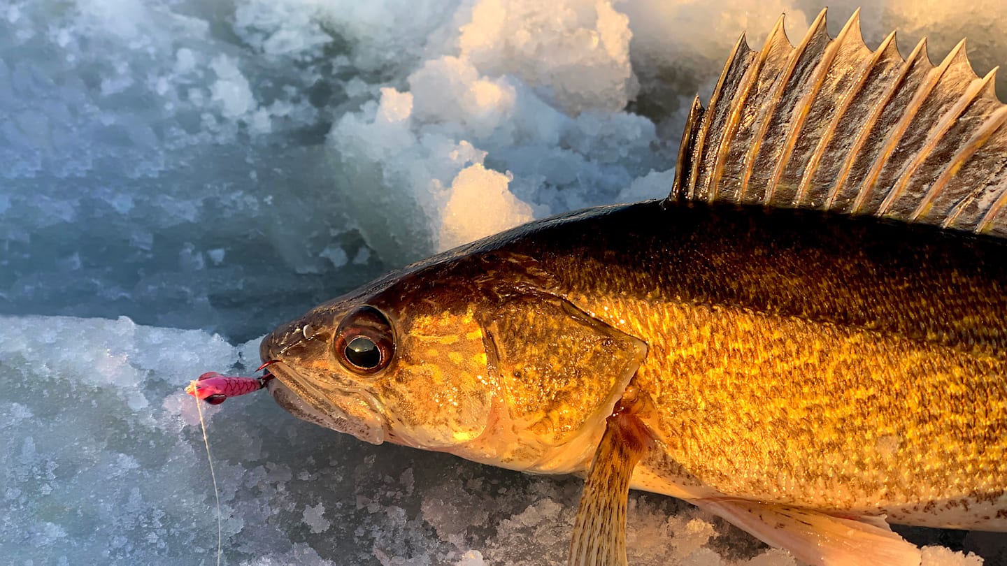 Early Ice Walleye Fishing: Top Locations and Proven Techniques