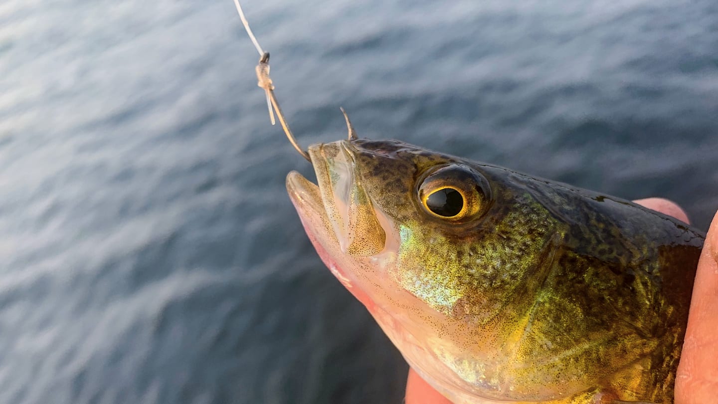 How to Unhook Fish: Safe Hook Removal for Catch and Release