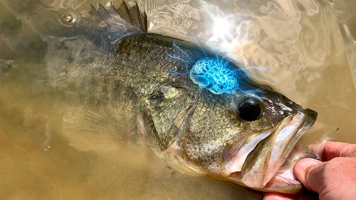 Do Bass Think Like Humans? Unlocking Bass Senses for Fishing Success