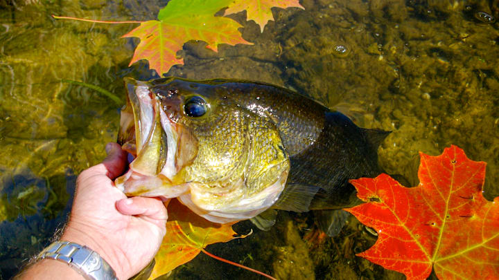 Five tips to help you catch more and bigger largemouth bass during the fall.