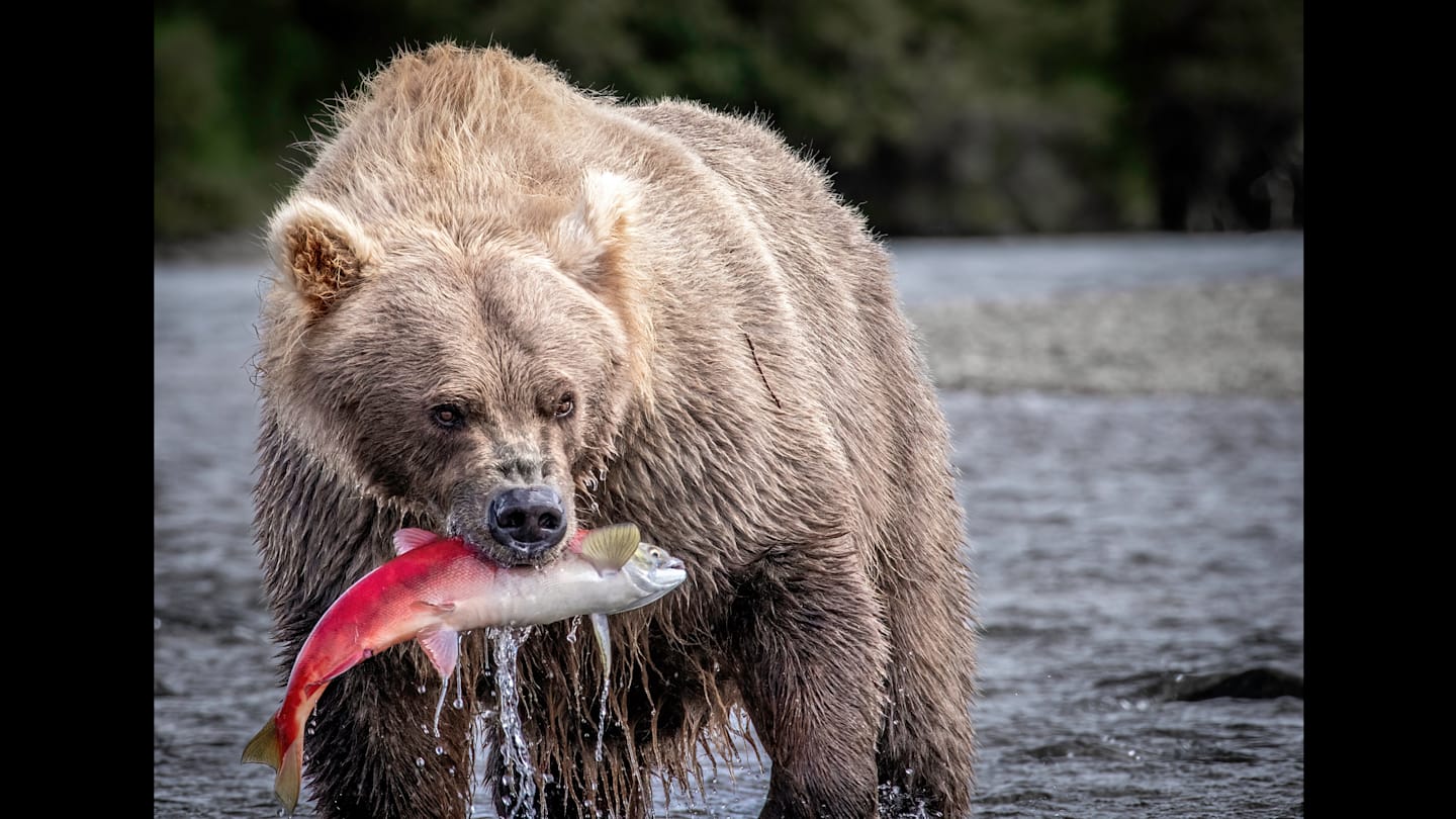 Experience an Epic Adventure of Fly Fishing, Bear Viewing, and Rafting ...