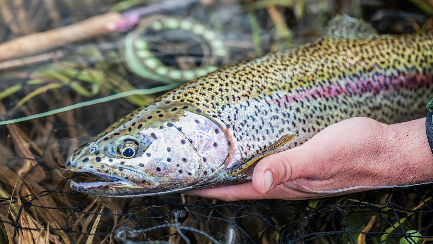 How to Fly Fish for Trout in Low, Clear Water