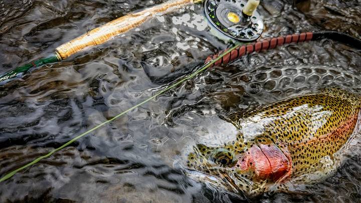 Best Trout Flies When You Don’t Know What the Fish Are Feeding On
