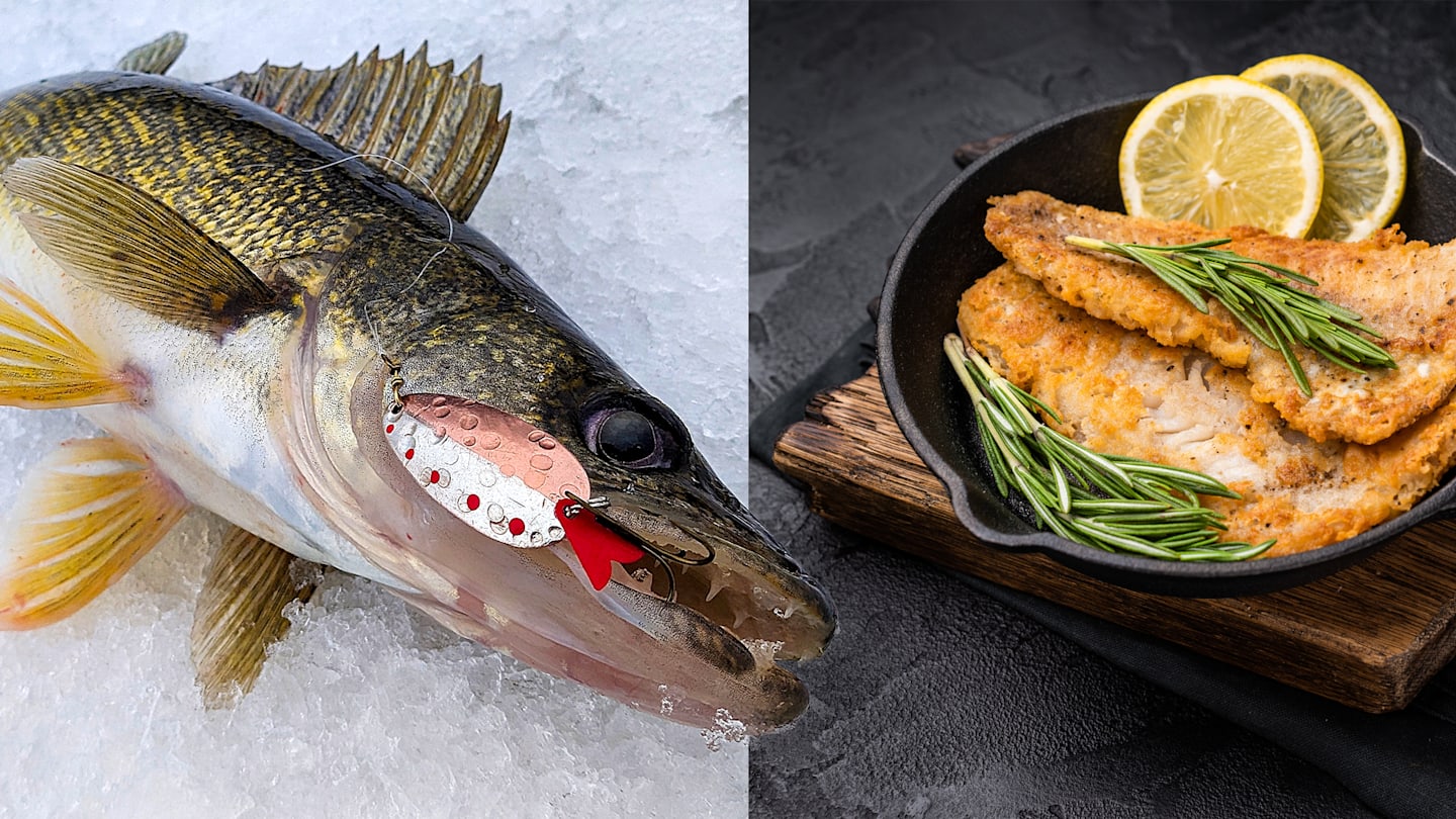 How to Fillet a Walleye & Cook Walleye Cheeks and Wings