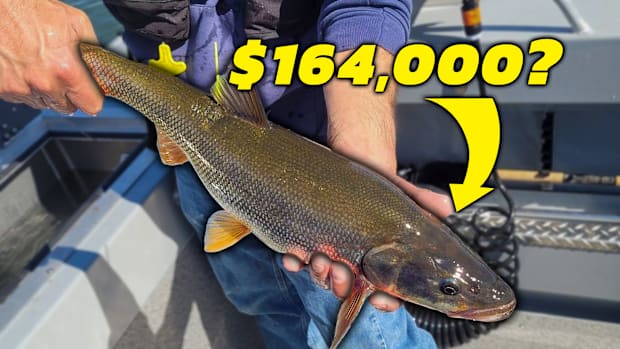 Bigmouth Buffalo Fish: The Freshwater Species That Defies Aging