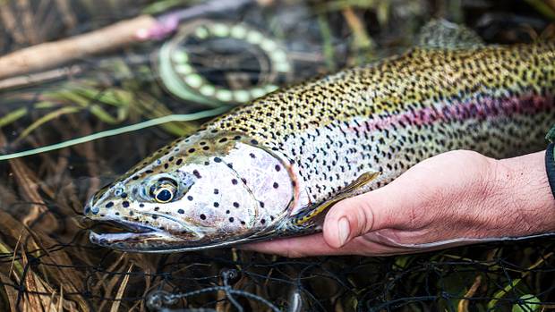 How to Take Better Trout Photos
