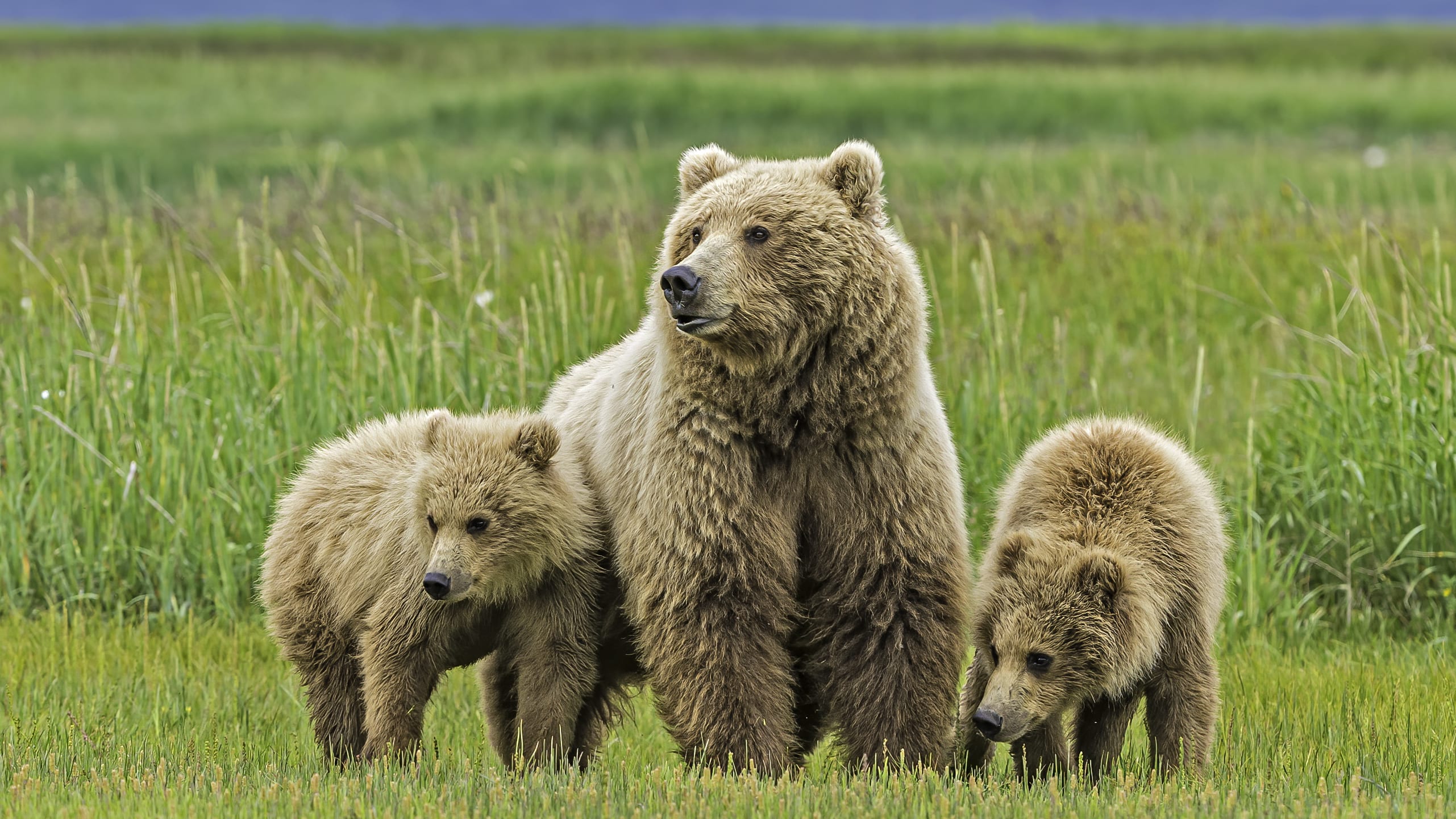 are bear cubs aggressive
