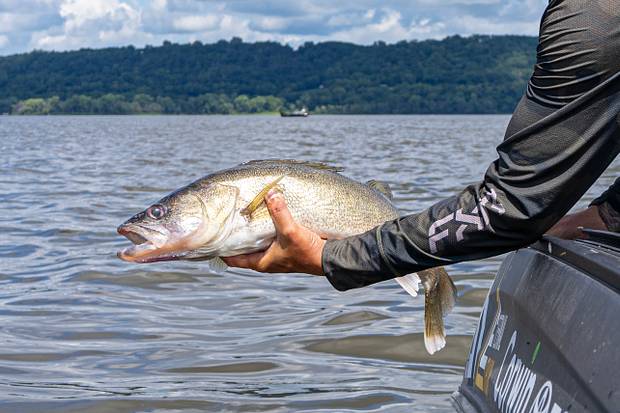 Trophy Walleye Fishing Tips | Master the Fall Transition for Big Fish