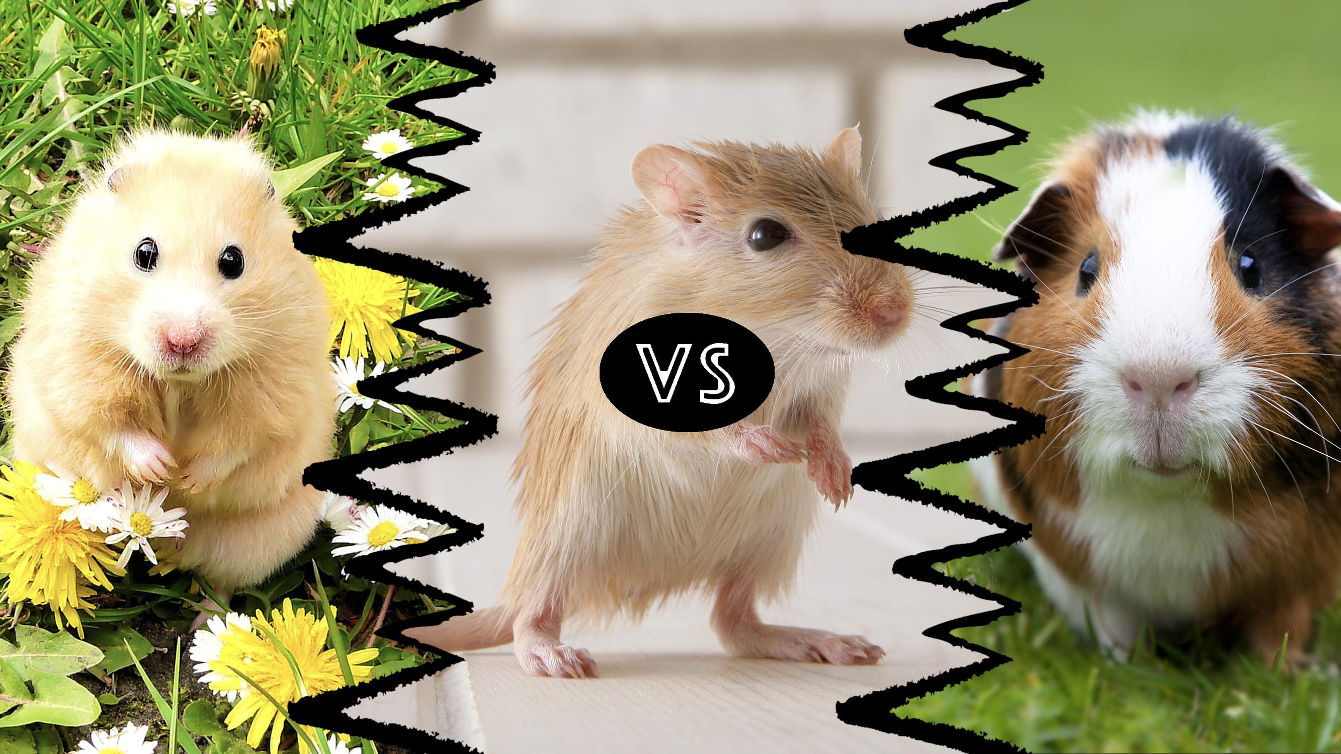 difference between gerbil and rat