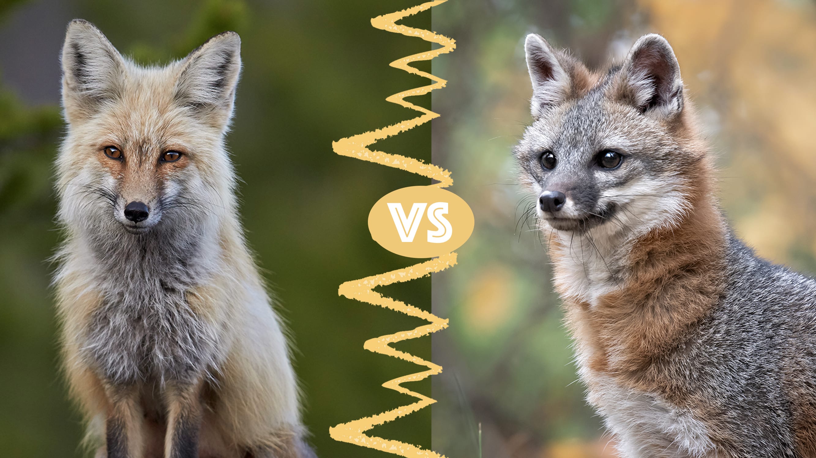 Red vs. Gray Fox: What's the Difference?