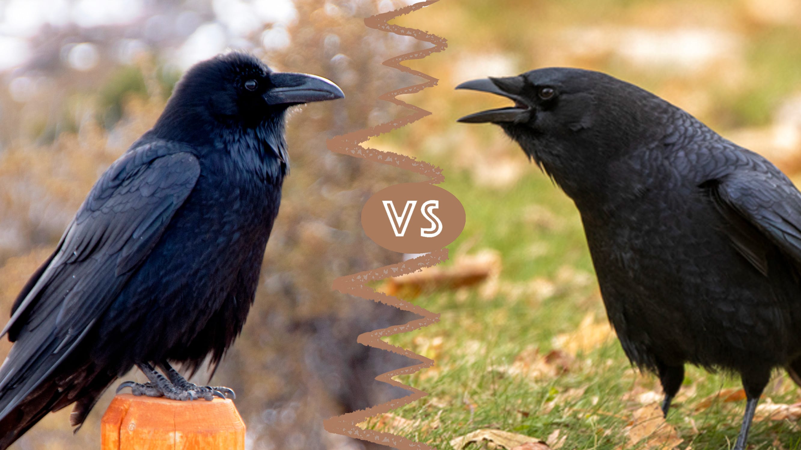 Difference Between Crow And Raven