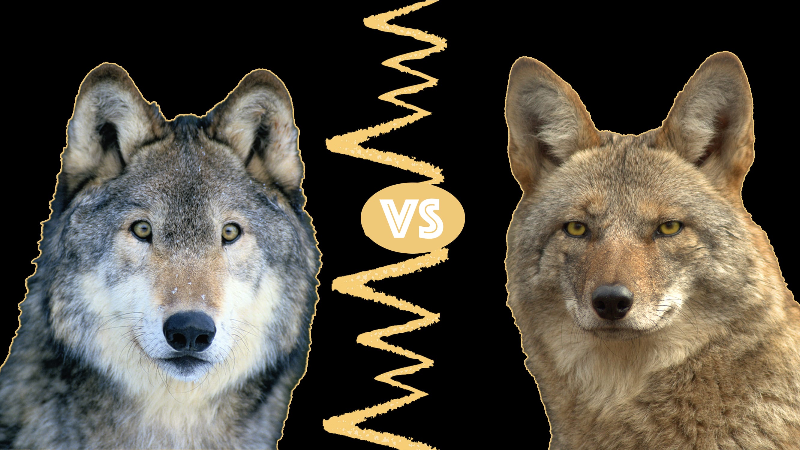 fox coyote wolf comparison