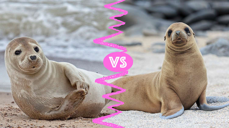 Seals vs. Sea Lions: What’s the Difference?
