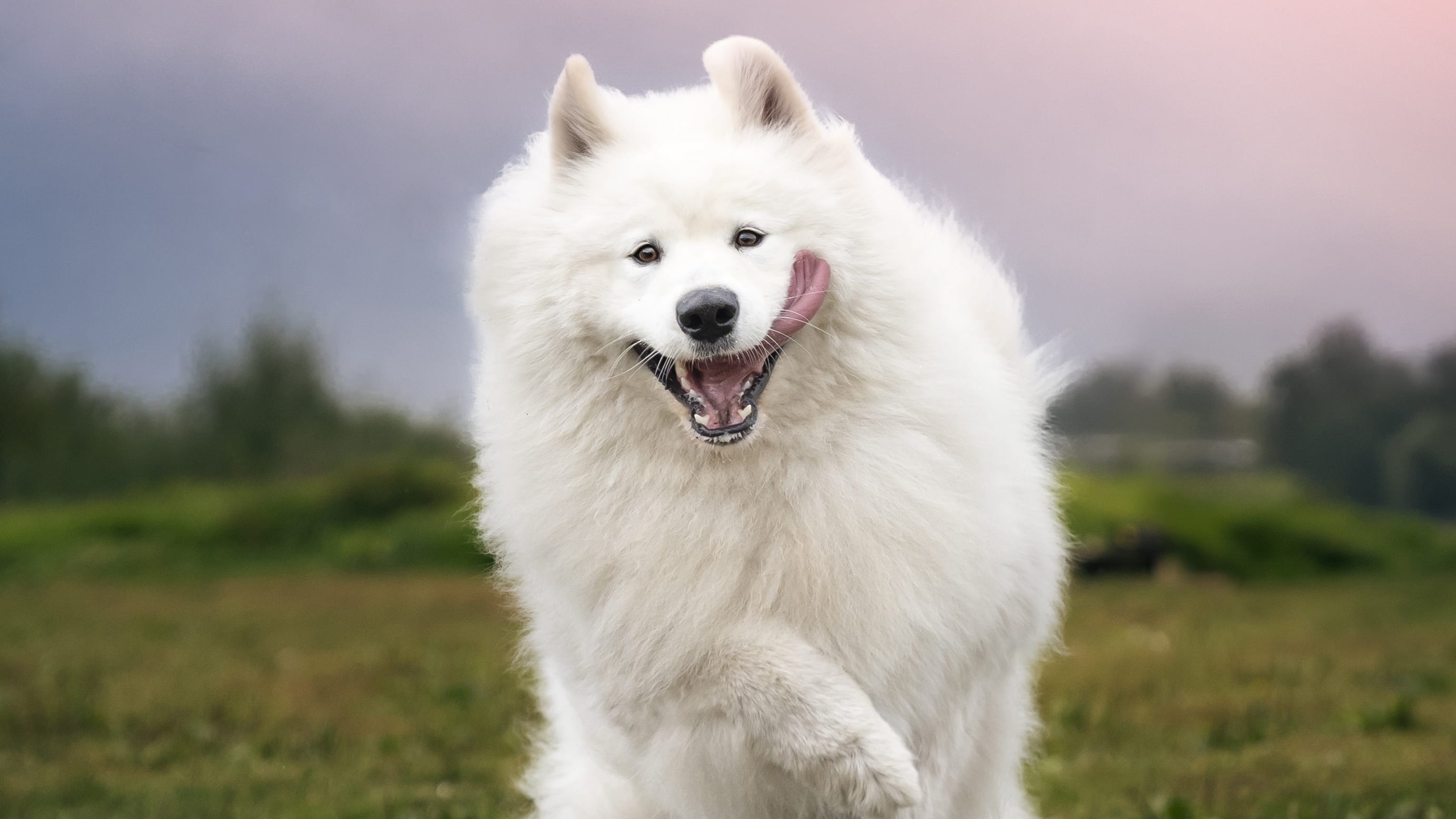 samoyed malt