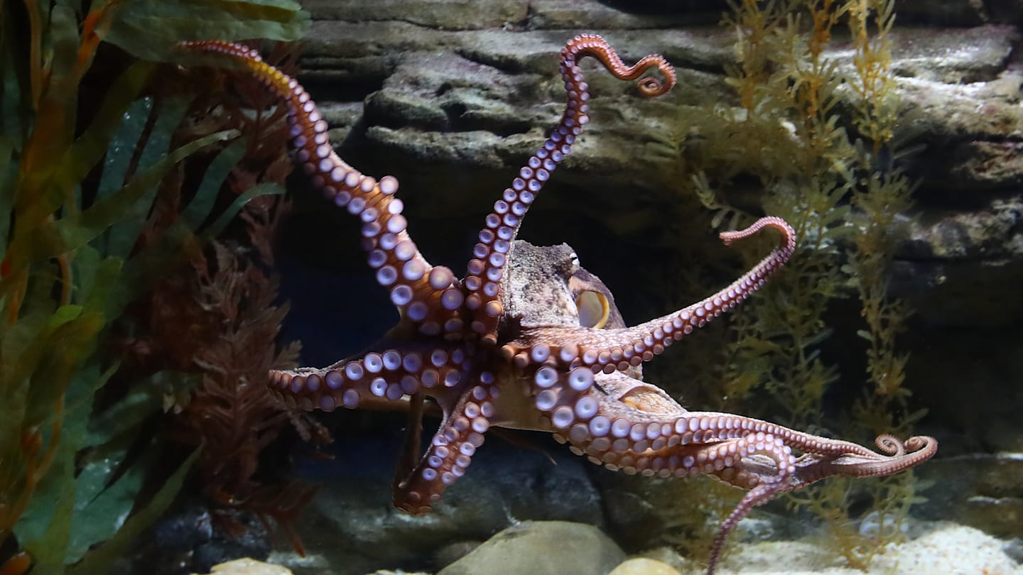 The Intelligent Octopus: Master of Disguise