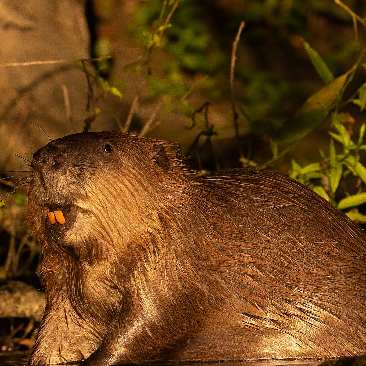 keystone species beaver example