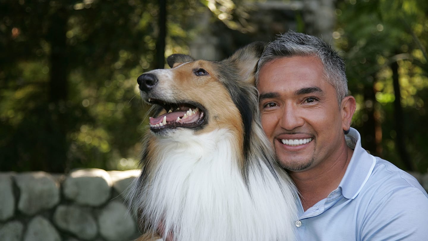 The Legacy of Lassie: A Timeless Symbol of Loyalty and Courage