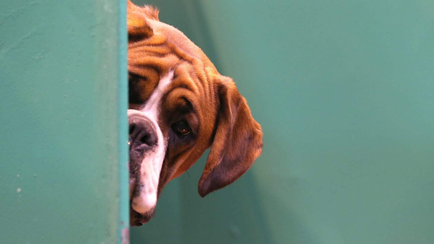 Netflix takes us Inside the Mind of a Dog with new documentary: Get the ...