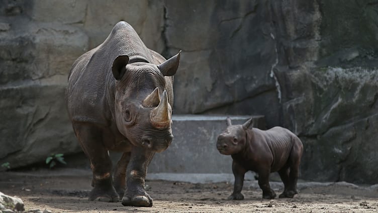 This Website Lets You View Animal Webcams From Over a Dozen Zoos