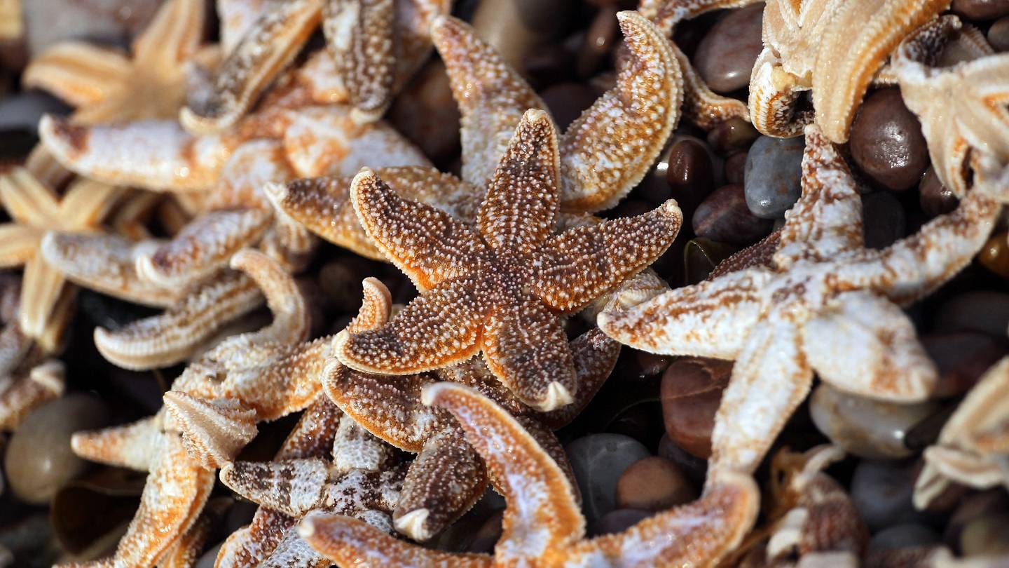 The Fascinating World of Sea Stars